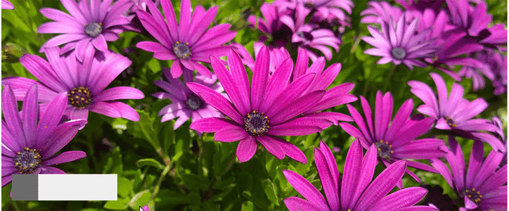 Playful Animations for the Website - Using HTML5/JS/CSS3 Animation Libraries - Carmatec Qatar ...